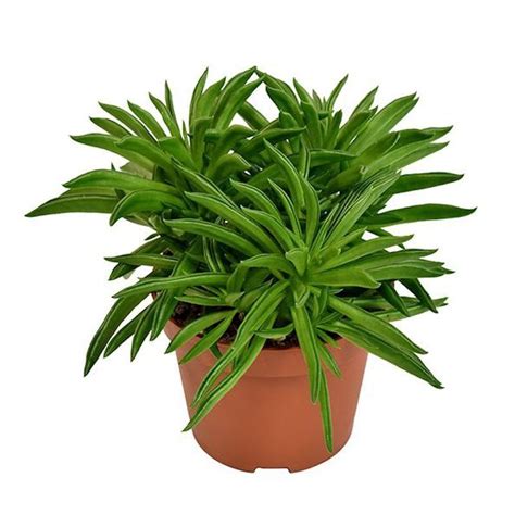 Peperomia Happy Bean - Pluk