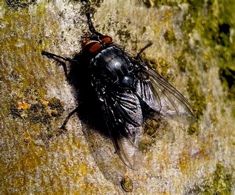 Free Picture Domestic Fly Insect Rock