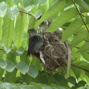 MOSSY NEST SWIFTLET BREEDING Bird Ecology Study Group