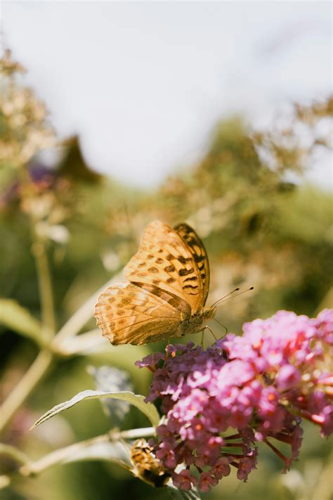 Butterfly Food Photos Download The Best Free Butterfly Food Stock