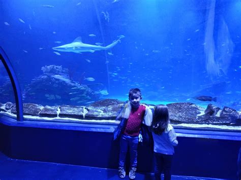 Atlantis Aquarium En Madrid Xanadú Tres Crianzas