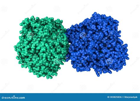Human Insulin Degrading Enzyme In Complex With Insulin Space Filling