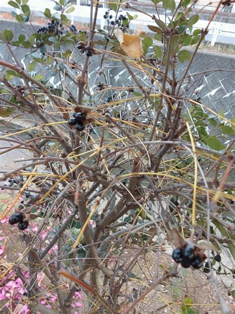 七重八重 花は咲けども 山吹の 実のひとつだに なきぞかなしき 園芸日記byカシワバアジサイみんなの趣味の園芸1151058