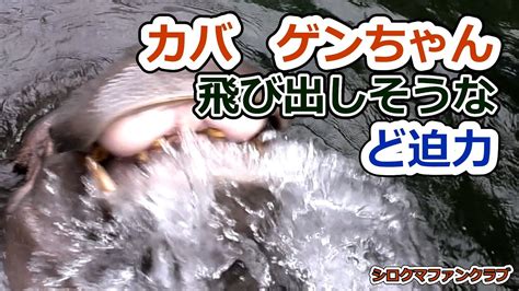 カバのゲンちゃん💗飛び出しそうな、ど迫力【天王寺動物園】 Youtube