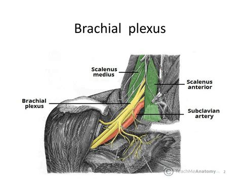 Solution Nerve Nexus Unveiling The Intricacies Of The Median And