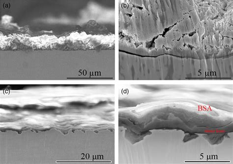 Cross Sectional Sem Micrographs After Immersion A B In Sbf For
