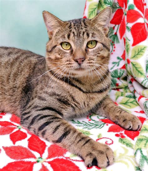 Adopt Barrett Today Pets Thecountyoffice