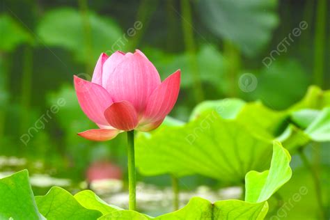 Background Teratai Ini Semacam Kesenangan Untuk Menikmati Lotus Di