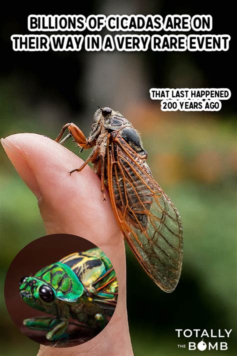 Billions Of Cicadas Are About To Emerge From The Ground In A Rare Event