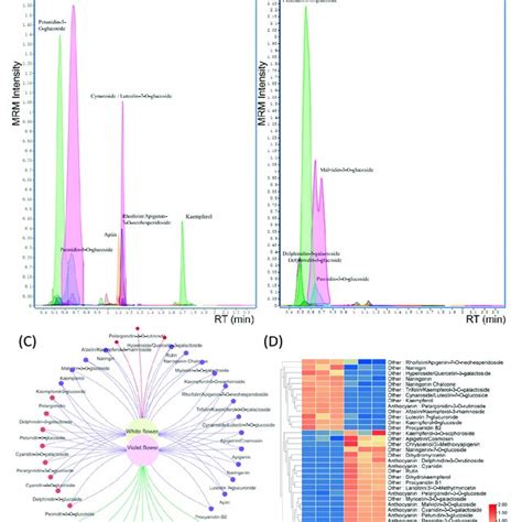 Targeted Metabolomics Analysis Of White And Violet Flowers Of M Download Scientific Diagram