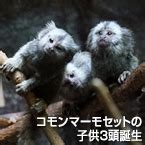 うごくどうぶつ図鑑バックナンバー 東京ズーネットBB
