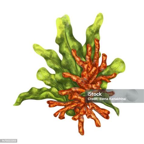 수중 세계의 밝은 구성 붉은 산호와 해초 흰색 배경에 디지털 그림입니다 인쇄 스티커 포스터 엽서 인쇄물 기념품 구도에 대한 스톡 벡터 아트 및 기타 이미지 Istock