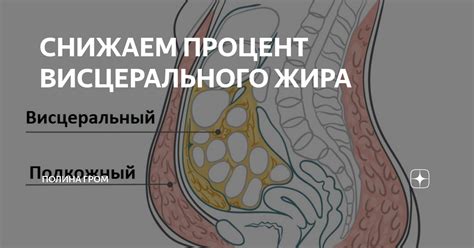 СНИЖАЕМ ПРОЦЕНТ ВИСЦЕРАЛЬНОГО ЖИРА Полина Гром Дзен