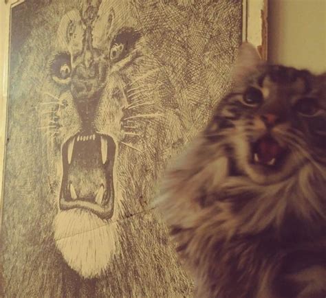 25 Pruebas de que los gatitos saben muy bien cómo lograr lo que quieren
