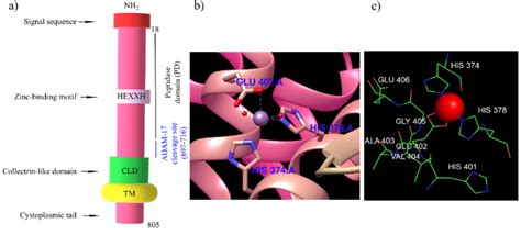 Schematic Of Angiotensin Converting Enzyme 2 Ace2 And Zn Binding And
