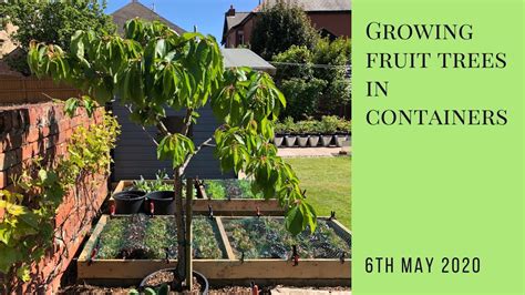 Dwarf Fruit Trees In Containers