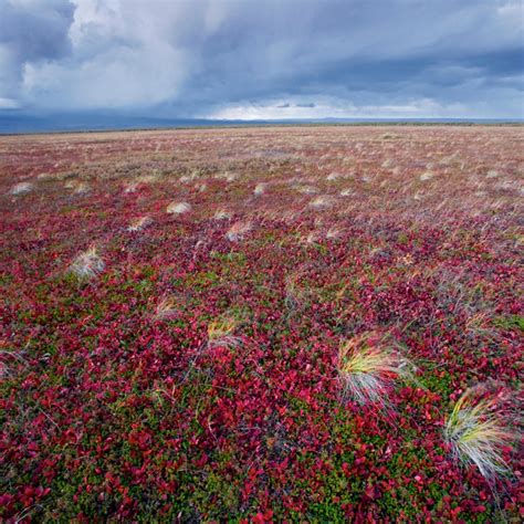 Tundra Grasses