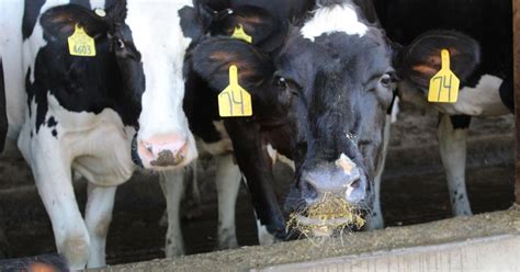 Agriculture Mda Issues Dairy Cattle Orders Epa Rules On Pfas Chemicals Crop Increases