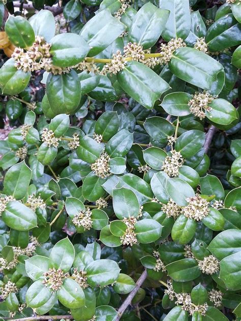 둥근잎호랑가시나무