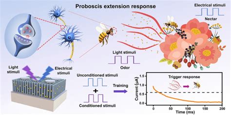 Tailoring Classical Conditioning Behavior In Tio2 Nanowires Zno Qds