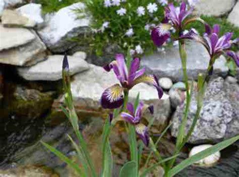 Siberian Iris Seeds Etsy