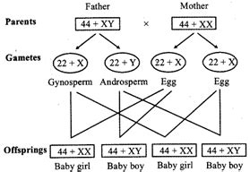 Sex Determination In Humans W Babes