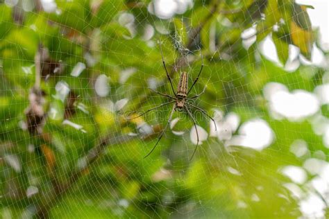 A Spider Is Waiting For Prey In Its Web Blurred Green Leaves