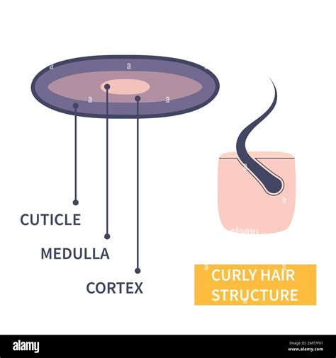 Curly Hair Follicle