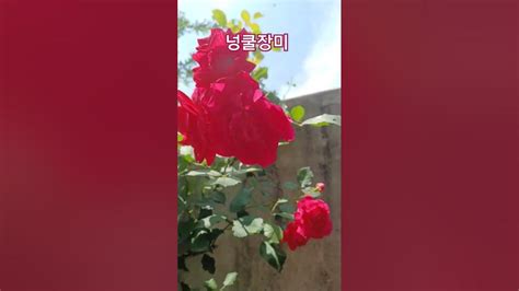 담벼락에 올려줄 넝쿨장미~초봄 가지정리 많이해서 이제 줄기가 뻗어가네요~🌹🌹시골집일상 시골집정원 넝쿨장미 Shorts