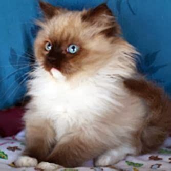 The Different Types Of Ragdoll Cat Coats CatsInfo