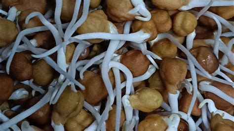 সবাই কে শুভ সকালে শুভেচ্ছা ভিডিও টা দেখার জন্য অনুরোধ রইলো 🙏 Youtube