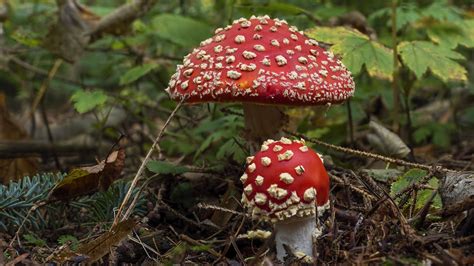 K Amanita Mushrooms Nature Two Rare Gallery HD Wallpapers