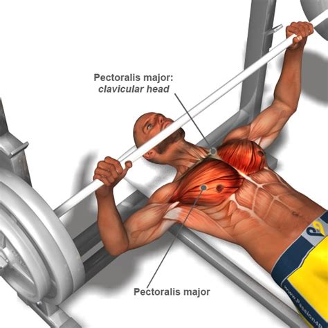 Natación y musculación entrenamiento y todo lo que necesita aprender