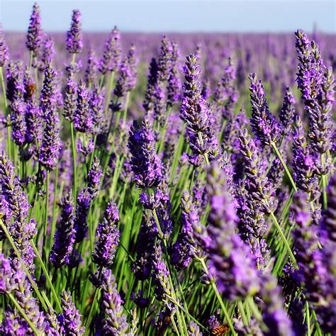 Lavender Fields Eo And Fo Blend 99 Wholesale Supplies Plus