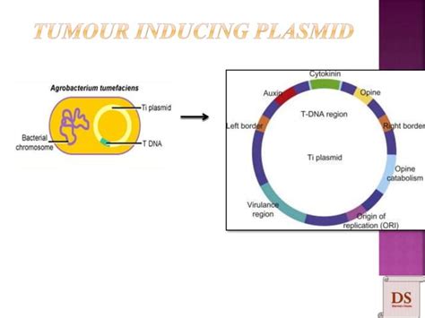 Agrobacterium Mediated Gene Transfer Pptx