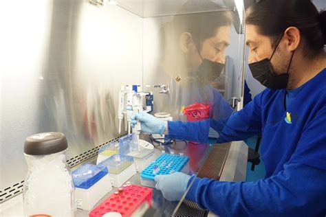 Confirman Primer Caso De Influenza Aviar Ah5n1 En México Almomento