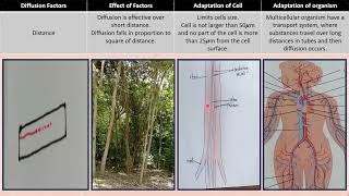 Factors Affecting Diffusion And Size Of Cells And Organ Doovi