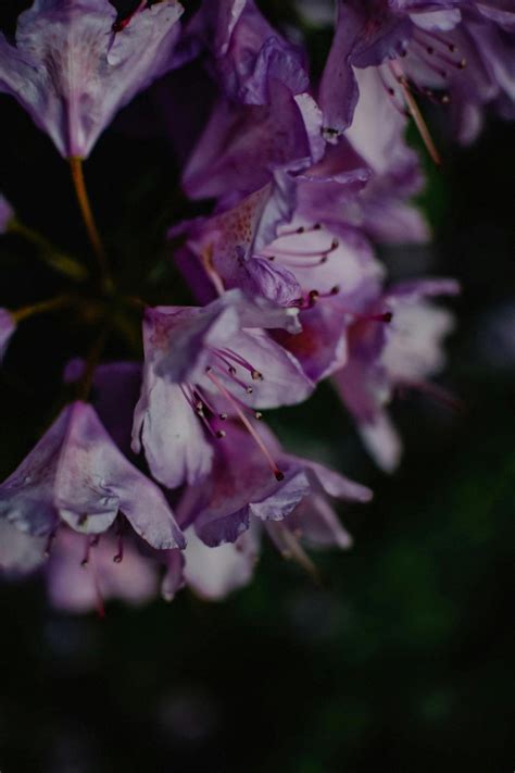 How To Care For Azalea Green Packs