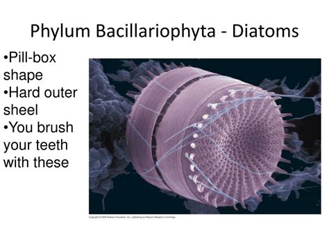 Ppt Introduction To Protists Diversity Classification And