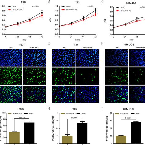 Silencing Long Noncoding Rna Sumo1p3 Induced Cell Apoptosis In Bladder