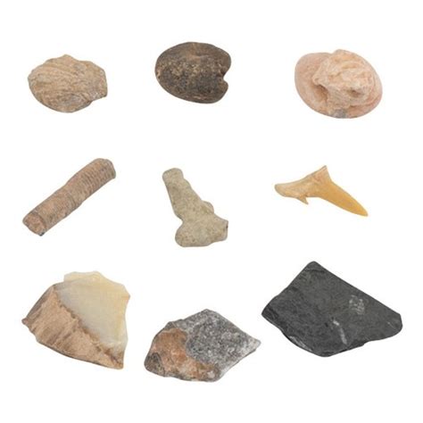 Fossils Collection