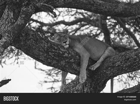 Lioness Tree Climbing Image Photo Free Trial Bigstock
