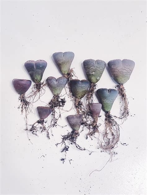 Repotting My Butts Heres Some Root Porn R Succulents