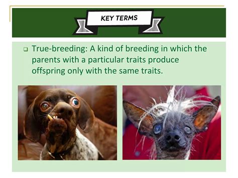 heredity mendel s experiments pptx