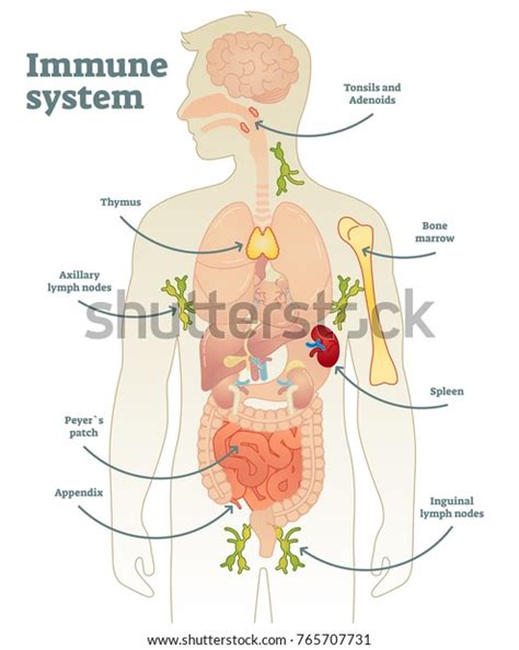 Illustrated Vector Human Immune System Full Stock Vector Royalty Free Shutterstock
