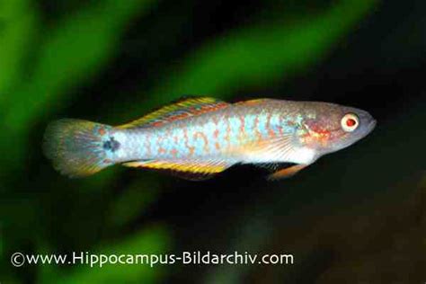 Quel Poisson Pour Un Nano Aquarium Choisir Son Aquarium