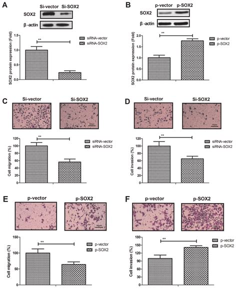 Sox2 Knockdown Inhibited Bcc Cell Migration And Invasion In Vitro A