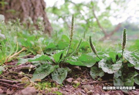 斗草怎么制作 蛐蛐斗草怎么制作 斗粮怎么制作 第3页 大山谷图库