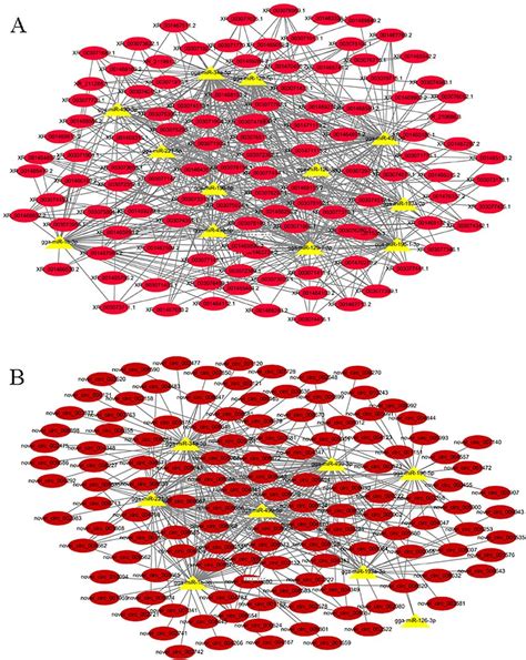 Lncrna Mirnacircrna Mirna Interaction Network A Lncrna Mirna
