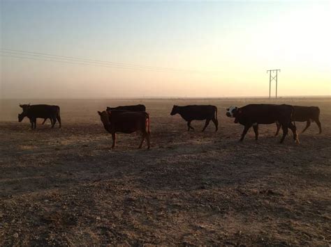 Cattle Report Show Herd Is Shrinking